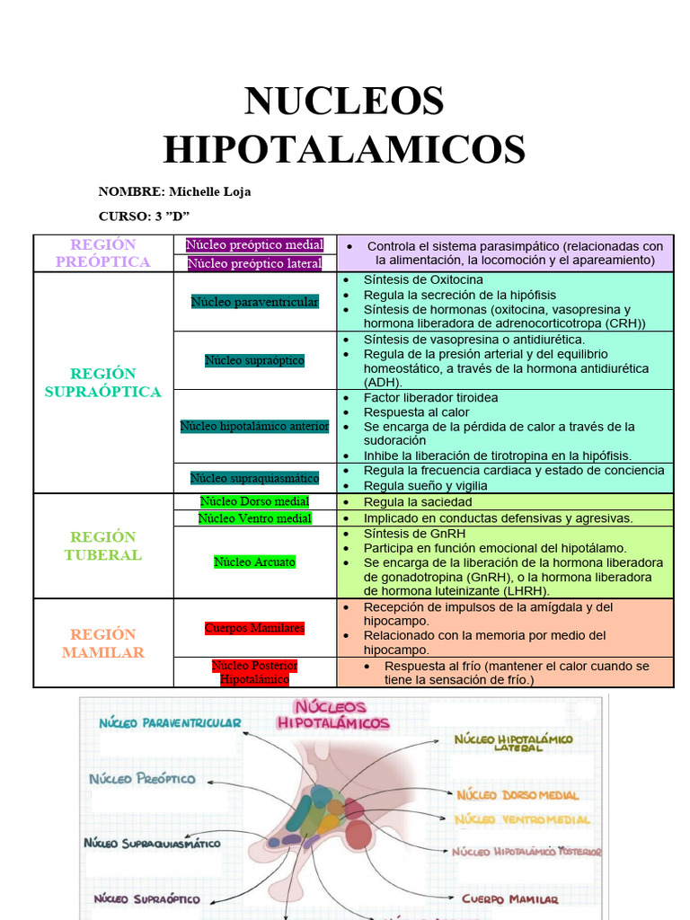 Nucleos Hipotalamicos | PDF | Hipotálamo | Sistema endocrino
