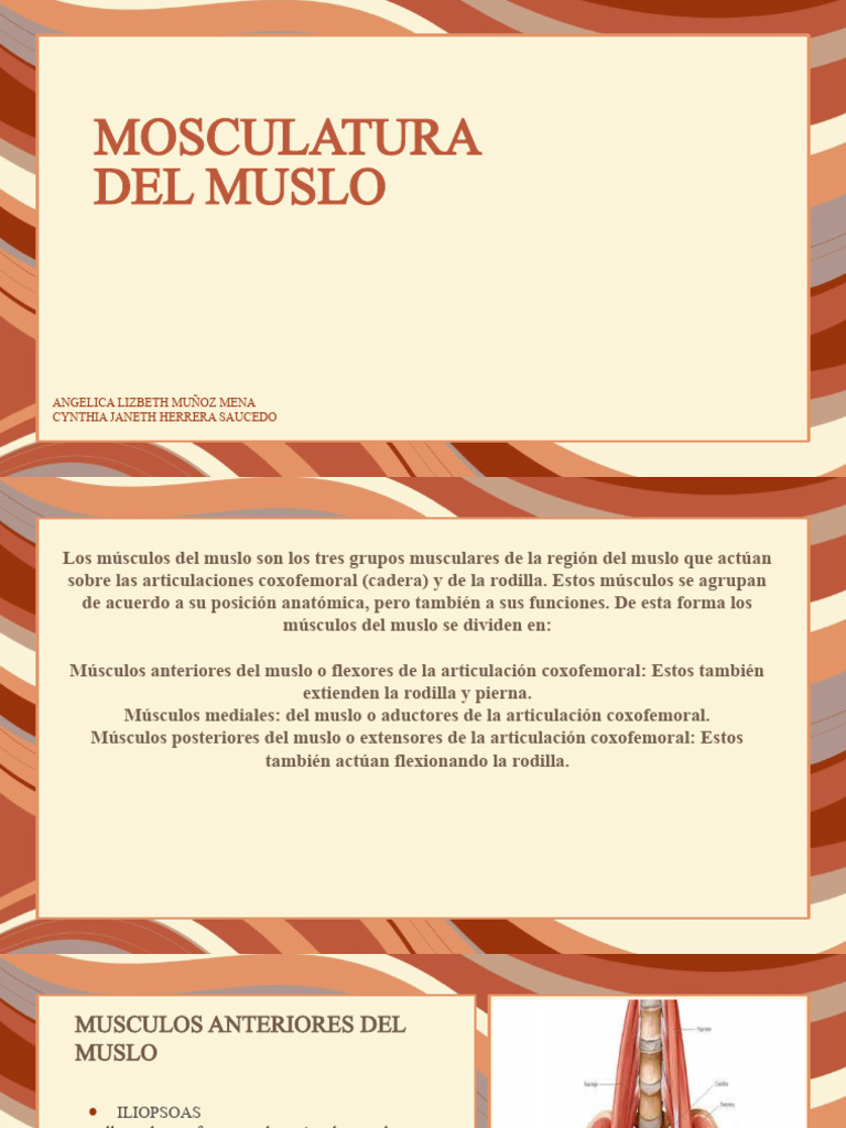 Musculatura Del Muslo La Mitad | PDF | Sistema musculoesquelético ...