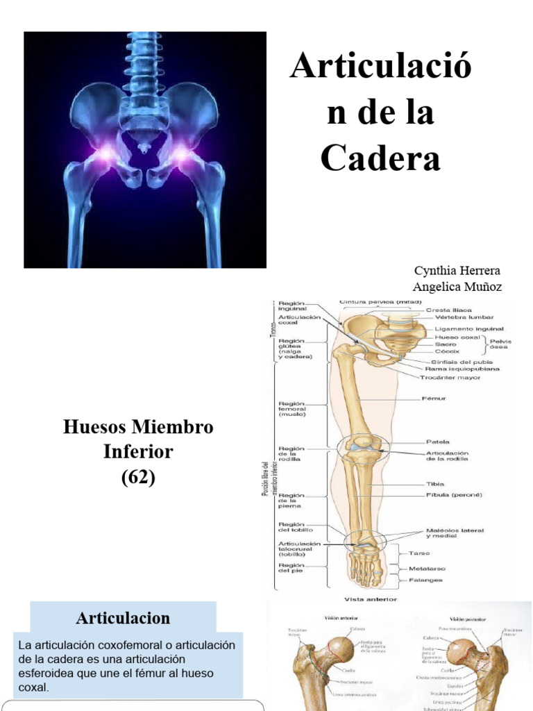 Articulacion de Cadera | PDF | Articulación | Rodilla