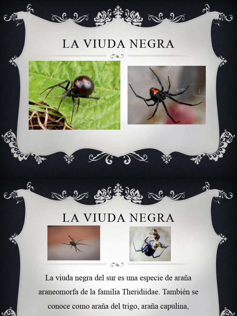 Características de la Araña Viuda Negra | PDF | Araña