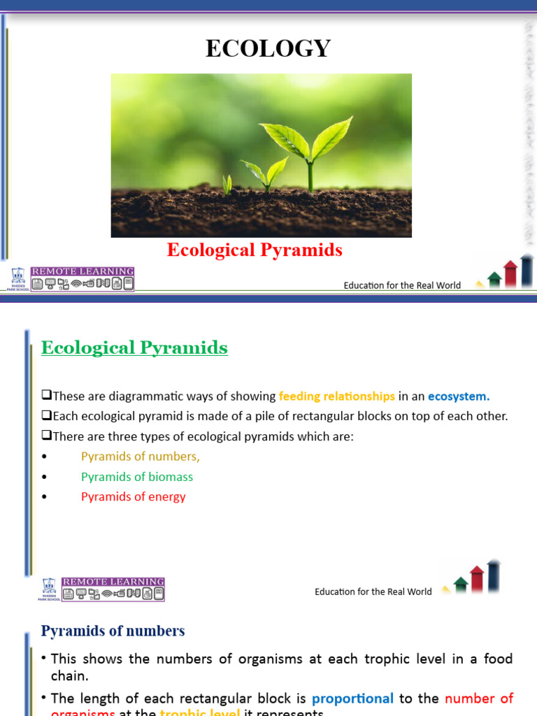 Ecology 2 - Lesson Notes | PDF | Food Web | Biomass (Ecology)