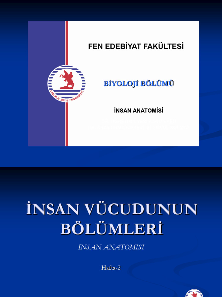 02 Anatomi AVS | PDF