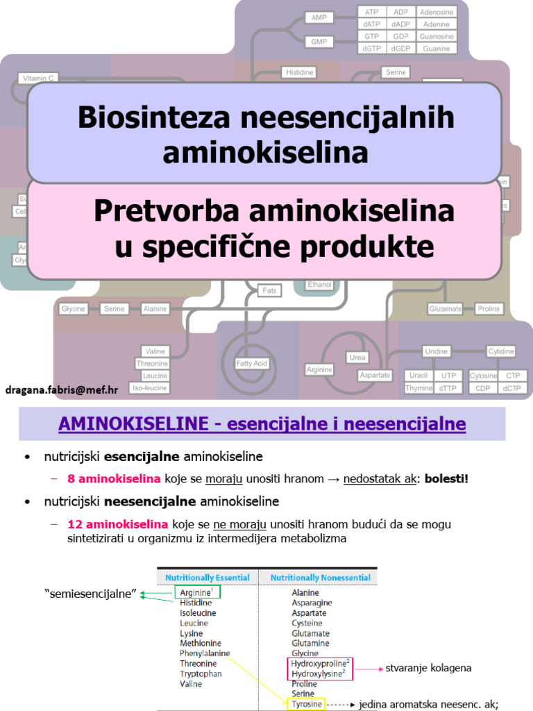Biosinteza Neesencijalnih A.K. Pretvorba Ak U Specif. Produkte DFabris ...