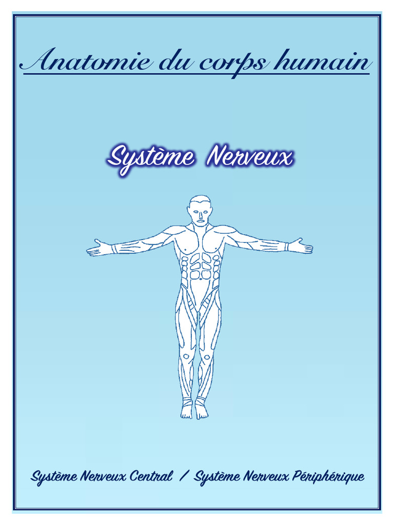 Anatomie des Plexus Nerveux | PDF | Nerf | Cervelet