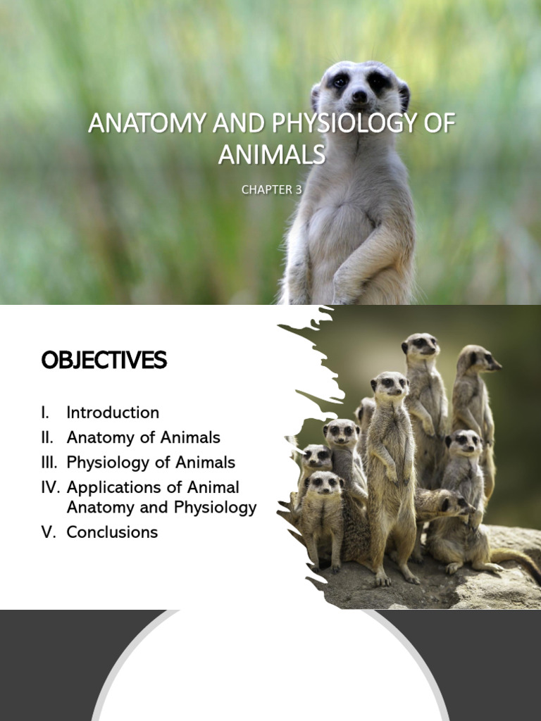 C3 Anatomy and Physiology of Animals 1 | PDF | Human Body | Anatomy