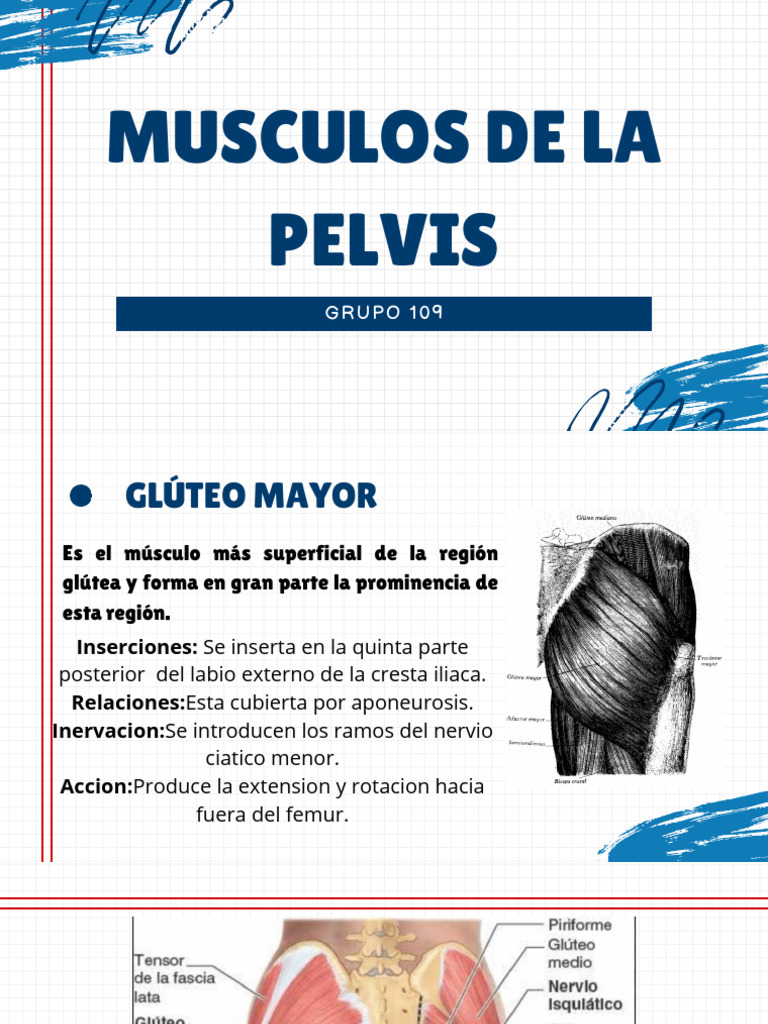 Musculos de la Pelvis, diafragma y periné | PDF | Pelvis | Sistema ...