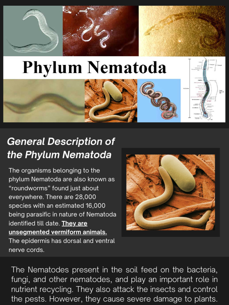 Sbio - Phylum Nematoda | PDF | Nematode | Biology
