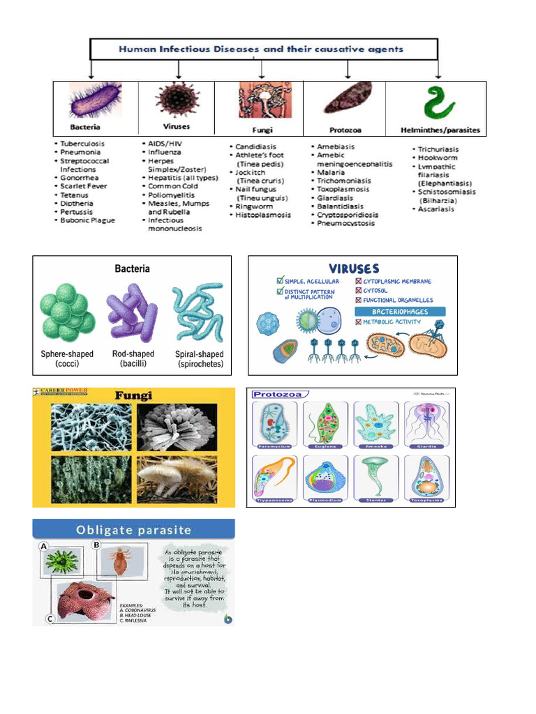 Diseases | PDF