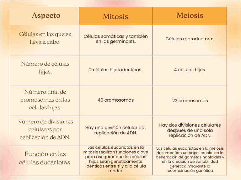 Cuadro Comparativo de Mitosis y Meiosis | PDF
