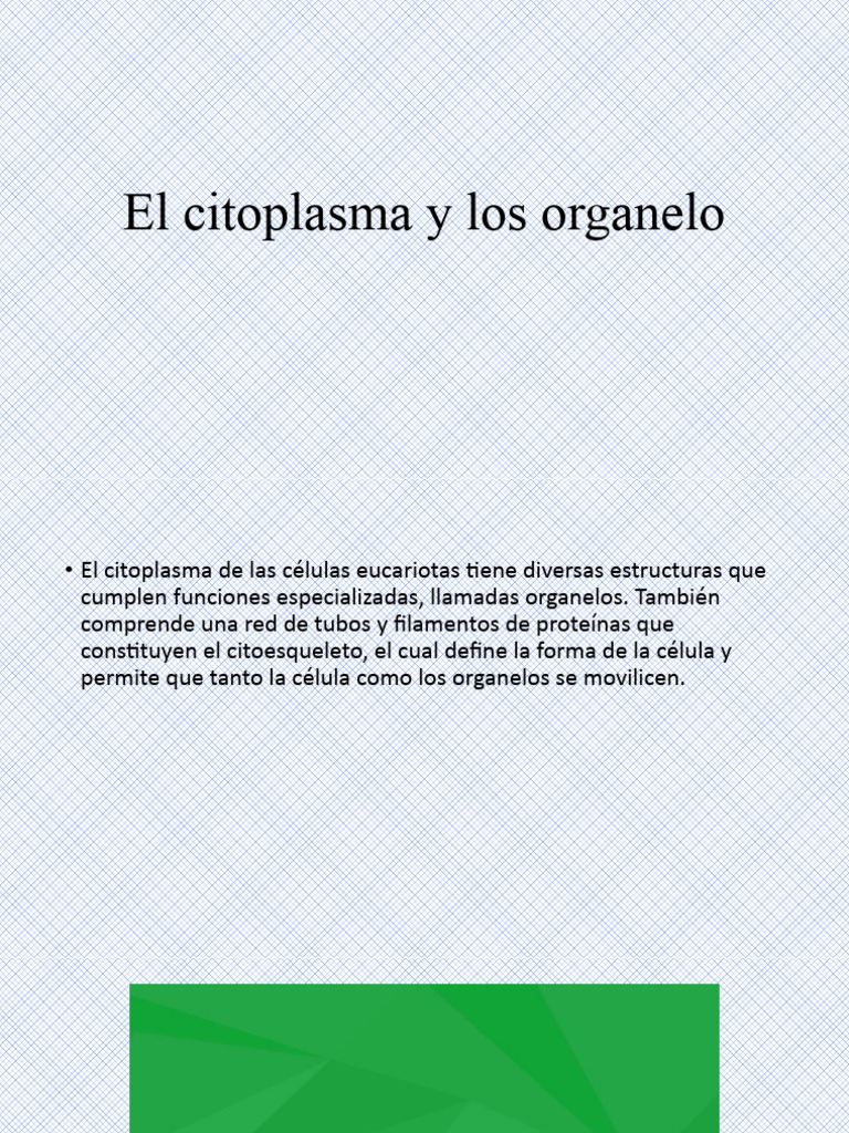El Citoplasma y Los Organelo | PDF | Citoplasma | Biología Celular)
