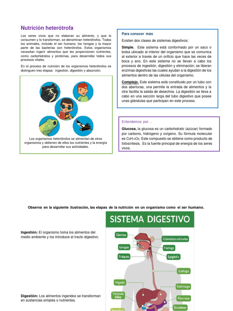 Nutrición Heterótrofa 2 | PDF | Digestión | Organismos