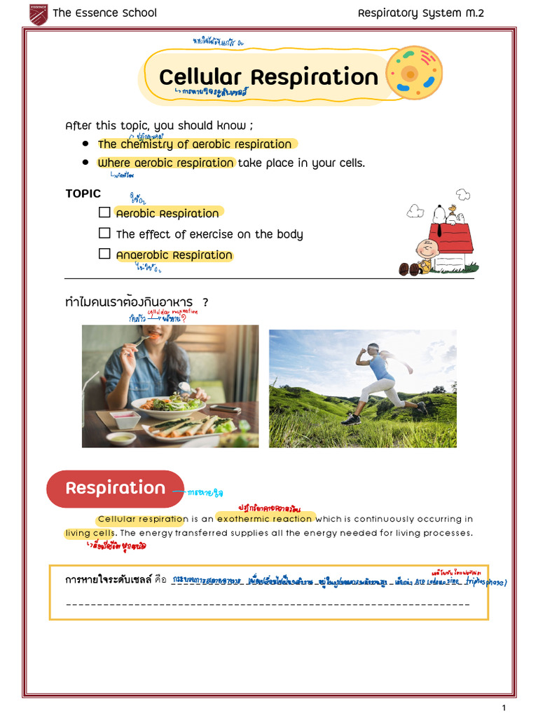Aerobic Respiration m.2 | PDF