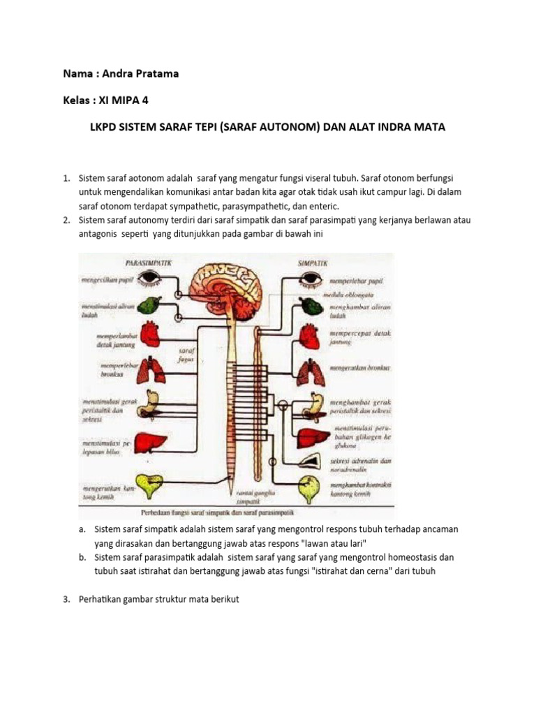 Sistem Saraf Autonom dan Fungsi Mata | PDF | Sains & Matematika