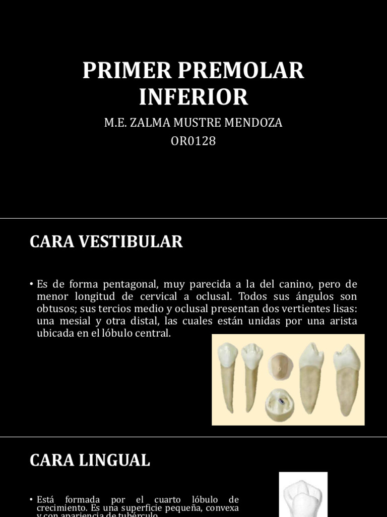 Primer Premolar Inferior | PDF | Anatomia dental
