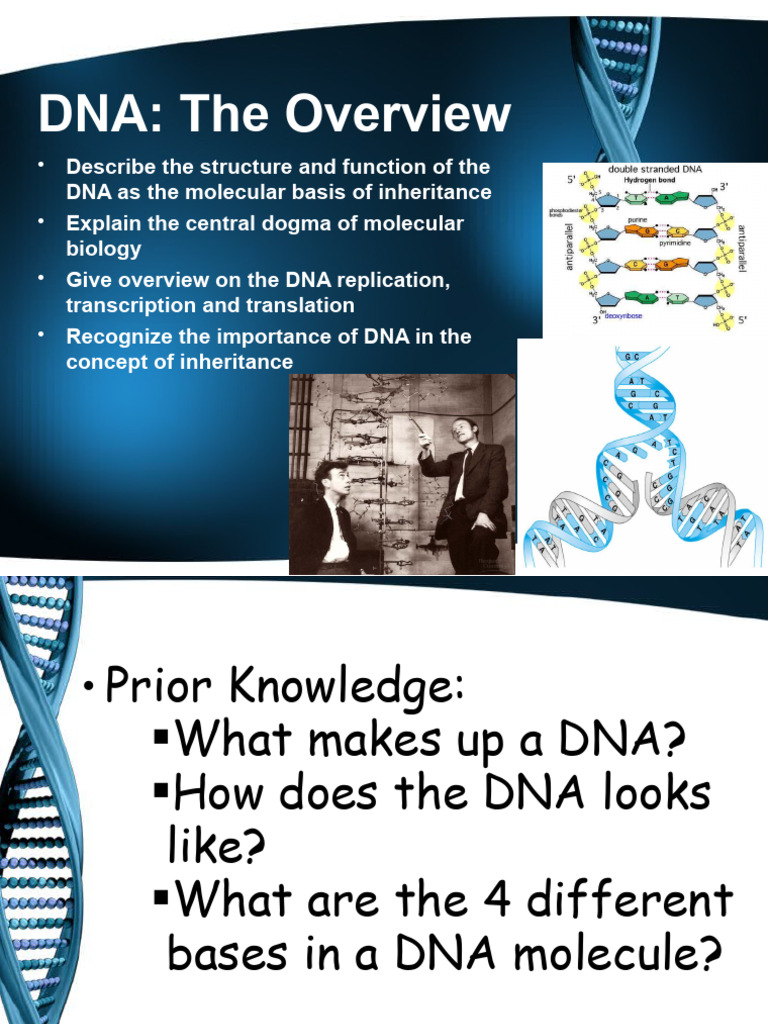 DNA Overview Central Dogma | Download Free PDF | Translation (Biology ...