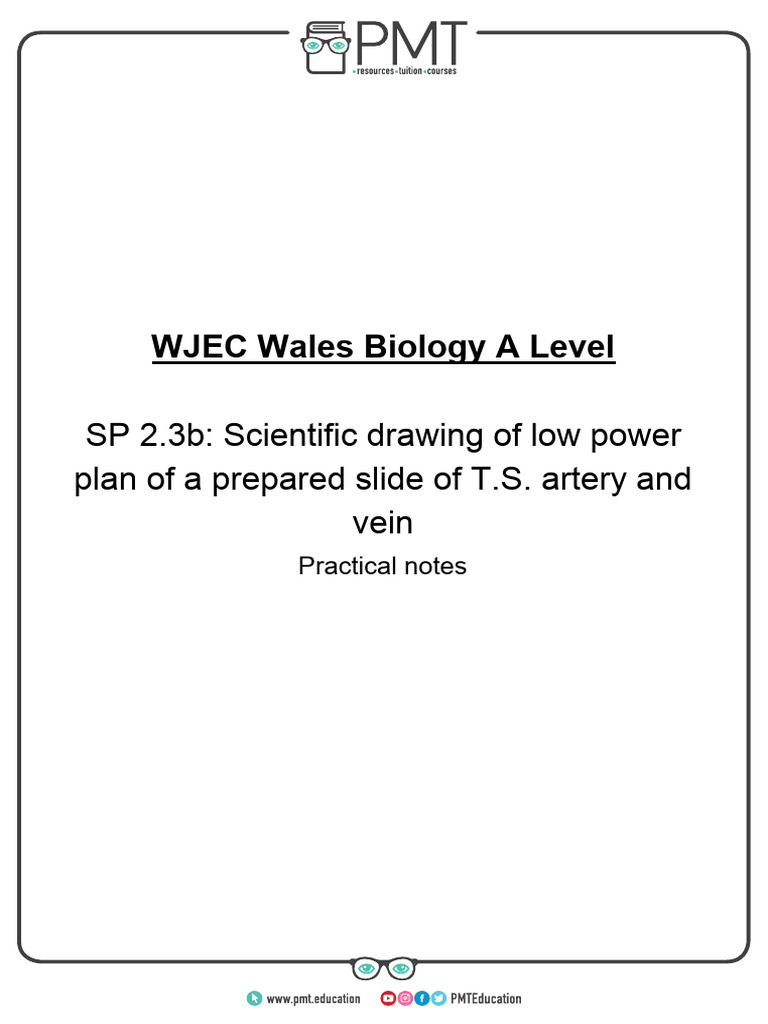 SP 2.3b - Drawing of An Artery and Vein | PDF | Artery | Vein