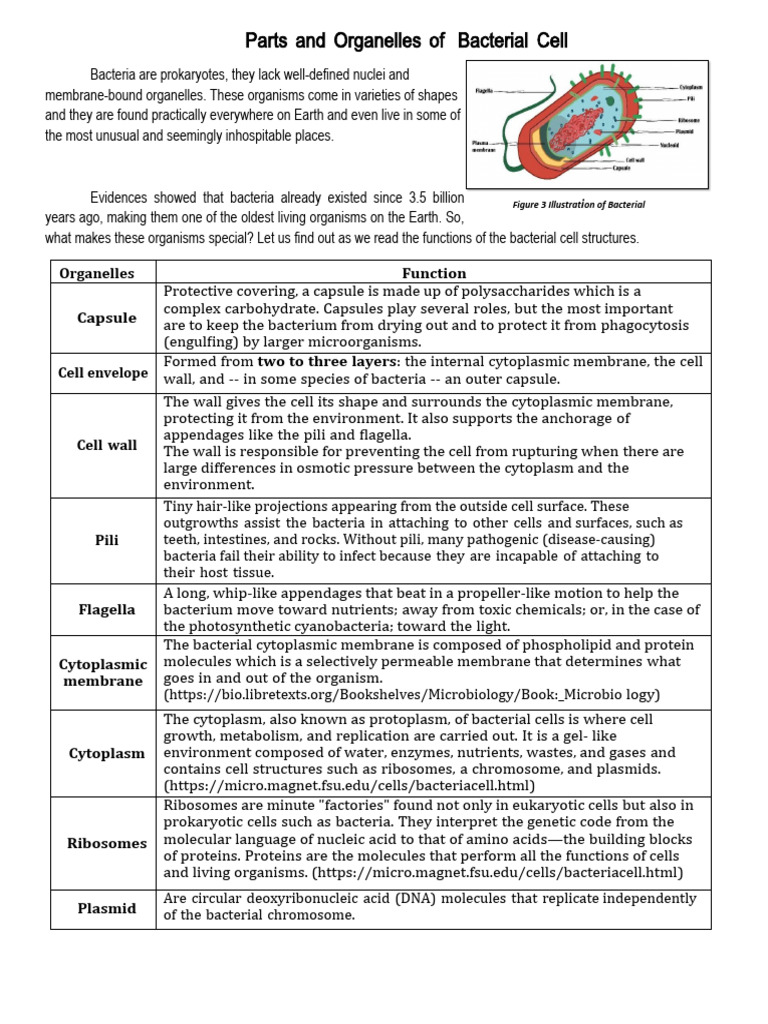 Bacteria | PDF | Cell (Biology) | Bacteria