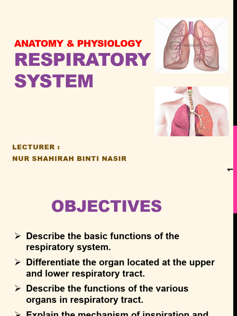 13 - Respiratory System | Download Free PDF | Respiratory Tract | Lung
