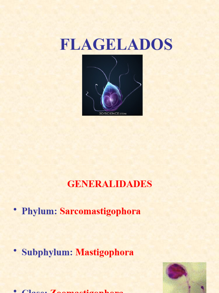 Clase Flagelados | PDF | Especialidades Medicas | Medicina CLINICA