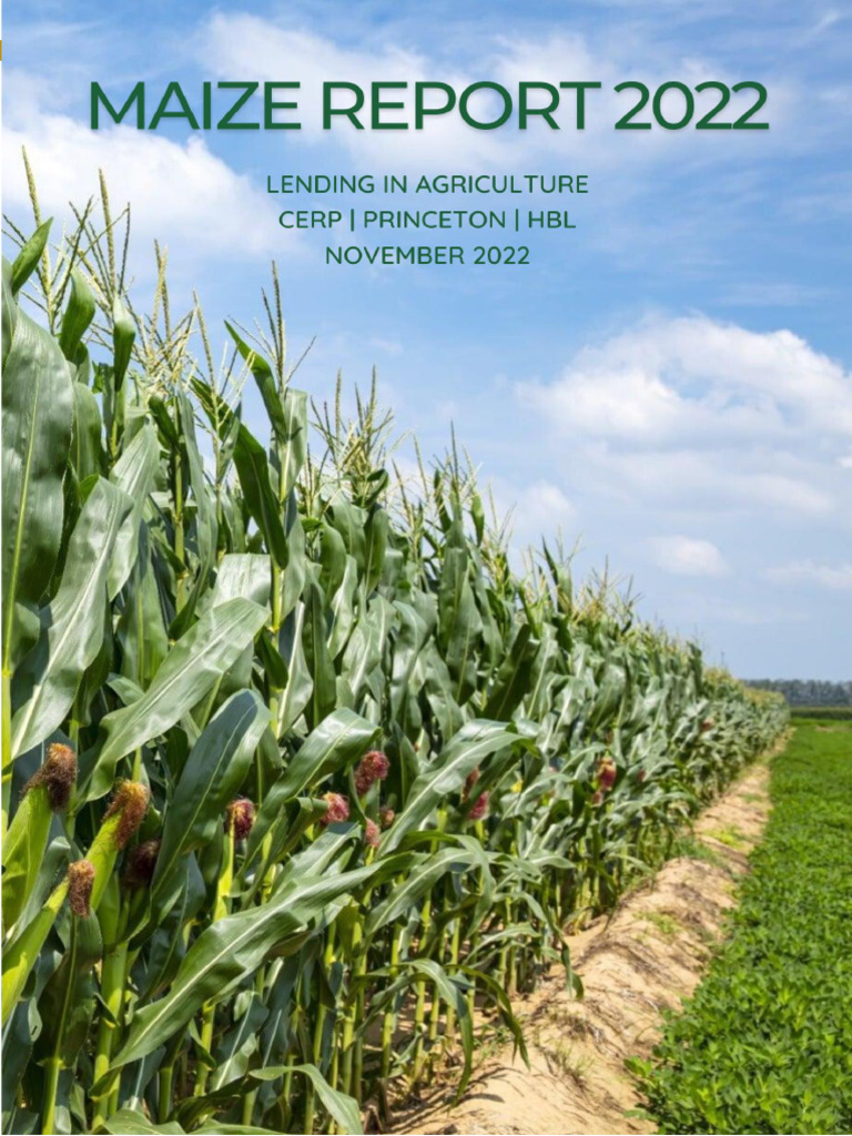 Maize Report 2022 | PDF | Crop Rotation | Risk