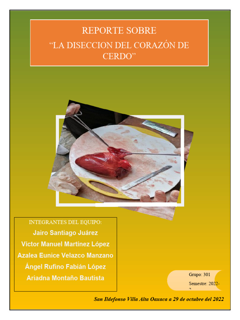 Repote - Diseccion - 301 - Equipo de Angel | PDF | Corazón | Ventrículo ...