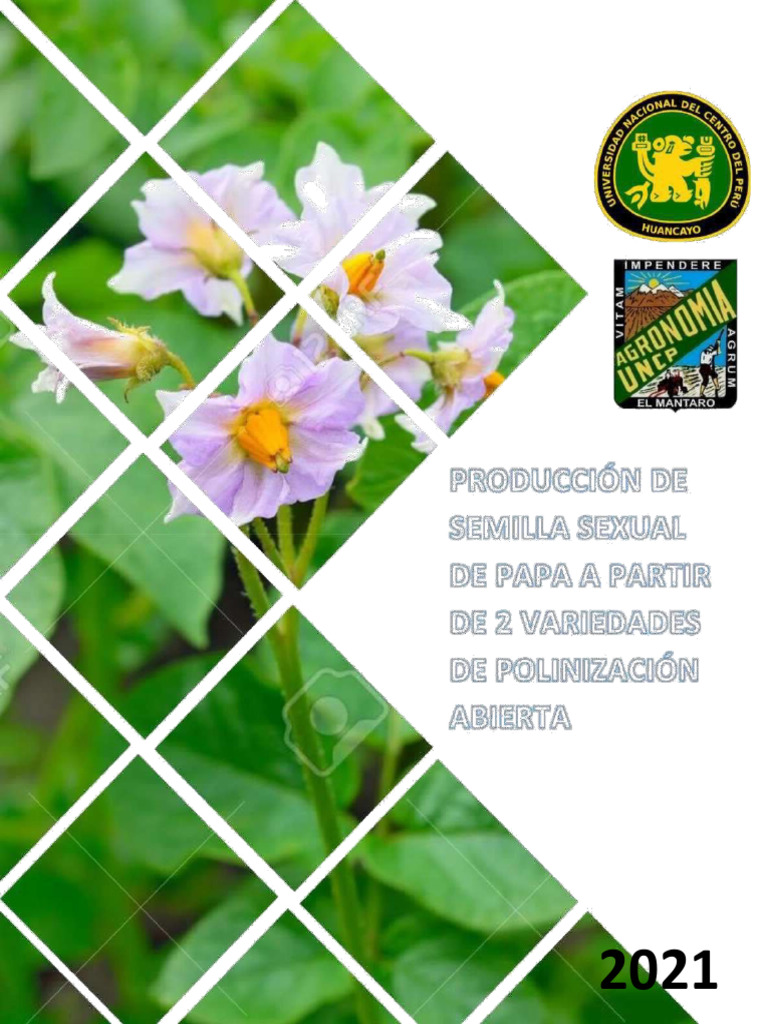 Grupo 6-MANUAL DE SEMILLA DE PAPA. (1) Tercer Parcial | PDF | Patata | Polinización