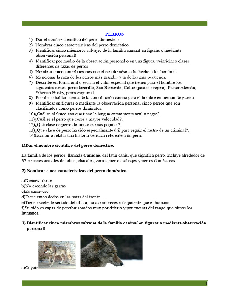 Comparto 'Yatziry Perros-1' Contigo | PDF | Collie | Pastor alemán