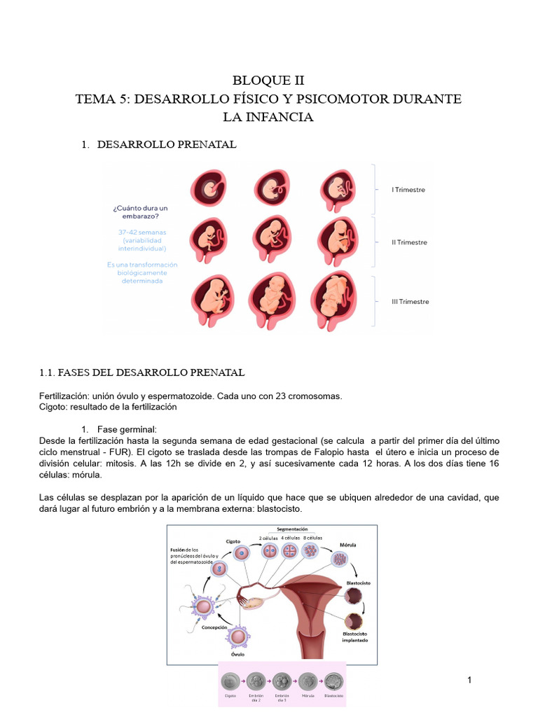 Tema 5 Desarrollo | PDF | Cerebro | Embrión