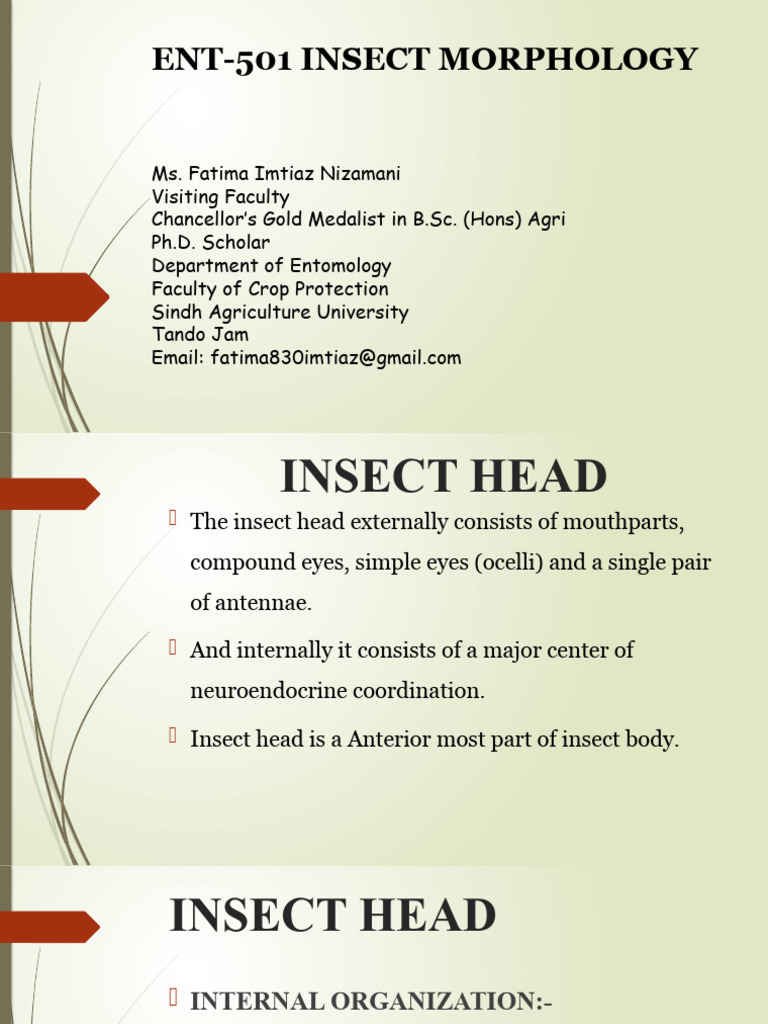 Insect Head | PDF | Insects | Hexapoda