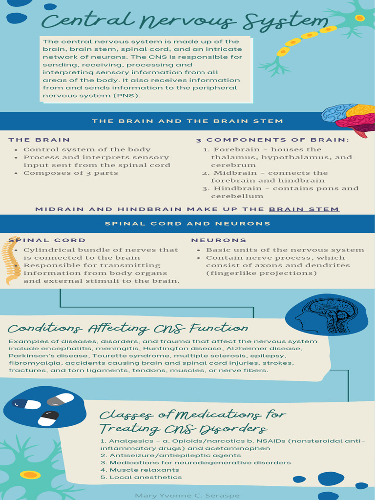 Chapter 4 - Central Nervous System | PDF | Central Nervous System ...