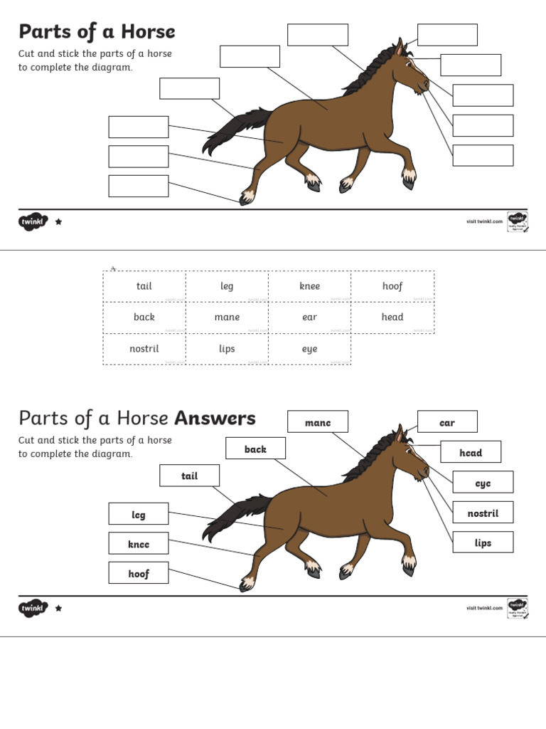 Parts of A Horse Differentiated Activity Sheet | PDF | Horses