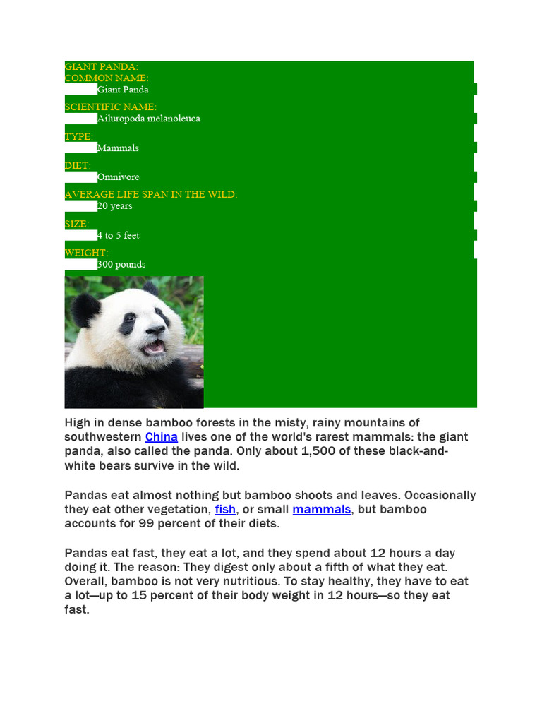 Giant panda | PDF