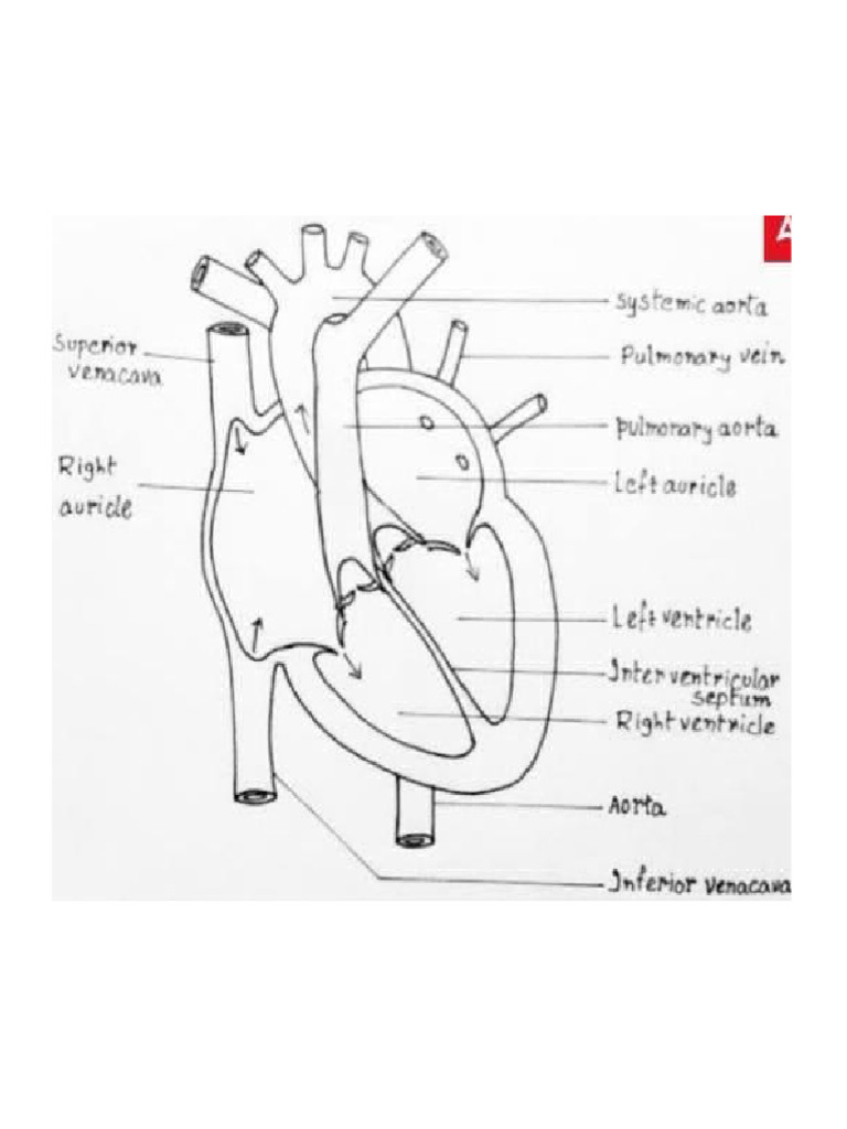 Heart | PDF