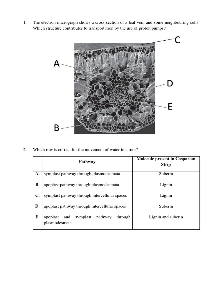 Exercise G11 | PDF | Tissue (Biology) | Root