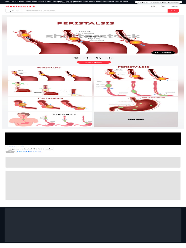 Digestion Peristalsis Esophagus Stomach Intestine Vector Vetor Stock ...