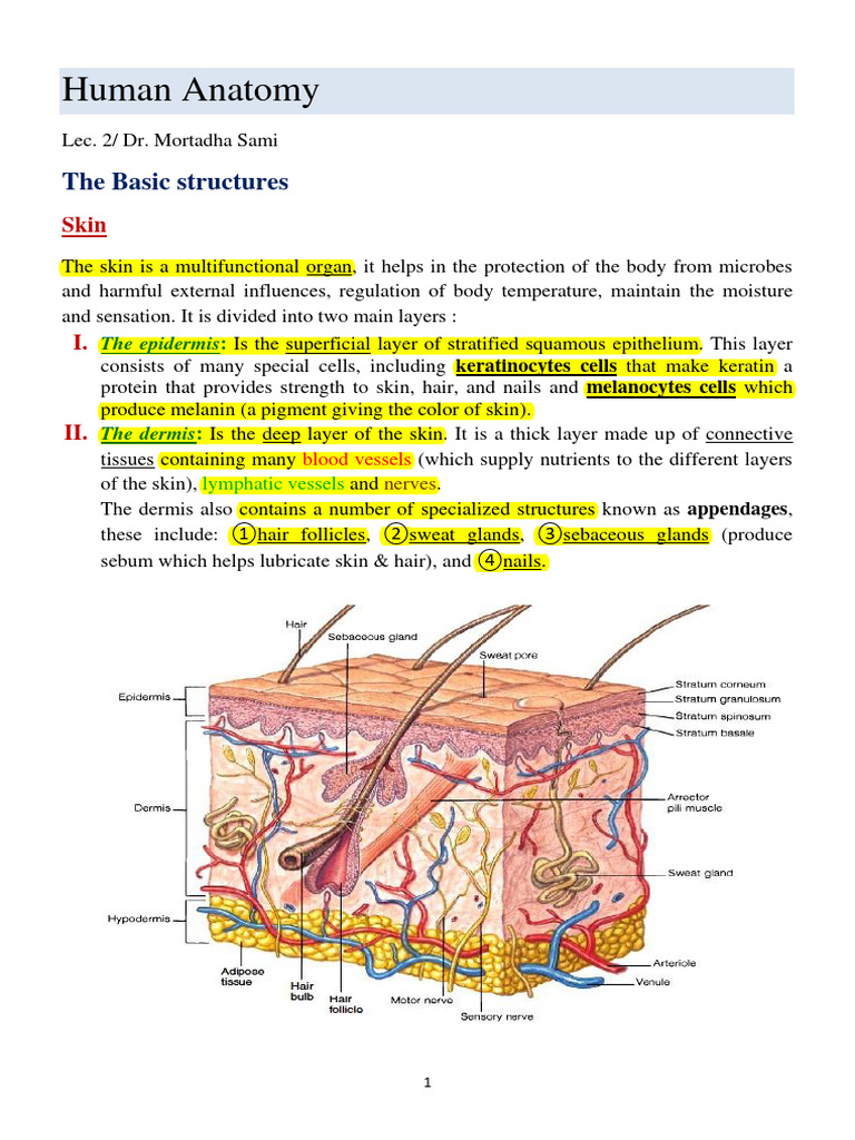 Human Anatomy - Lec. 2 - GR1 | PDF | Skin | Skeletal Muscle