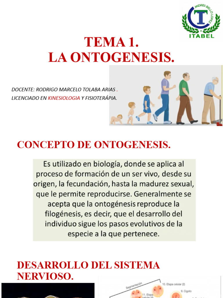 TEMA 1. LA ONTOGENESIS DEL SISTEMA NERVIOSO. - copia | PDF | Sinapsis ...
