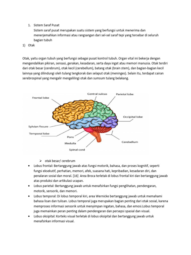 Sistem Saraf Pusat Fna | PDF | Sains & Matematika
