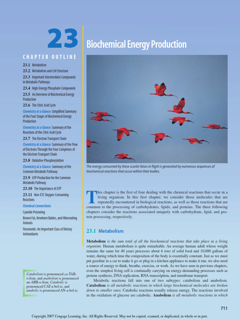 Bioenergetics Notes | PDF | Nicotinamide Adenine Dinucleotide | Cell ...