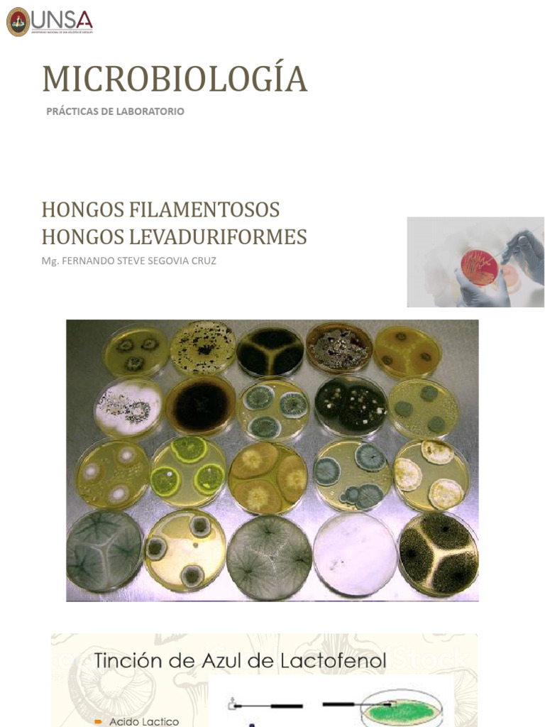 Hongos Filamentosos y Levaduriformes | PDF