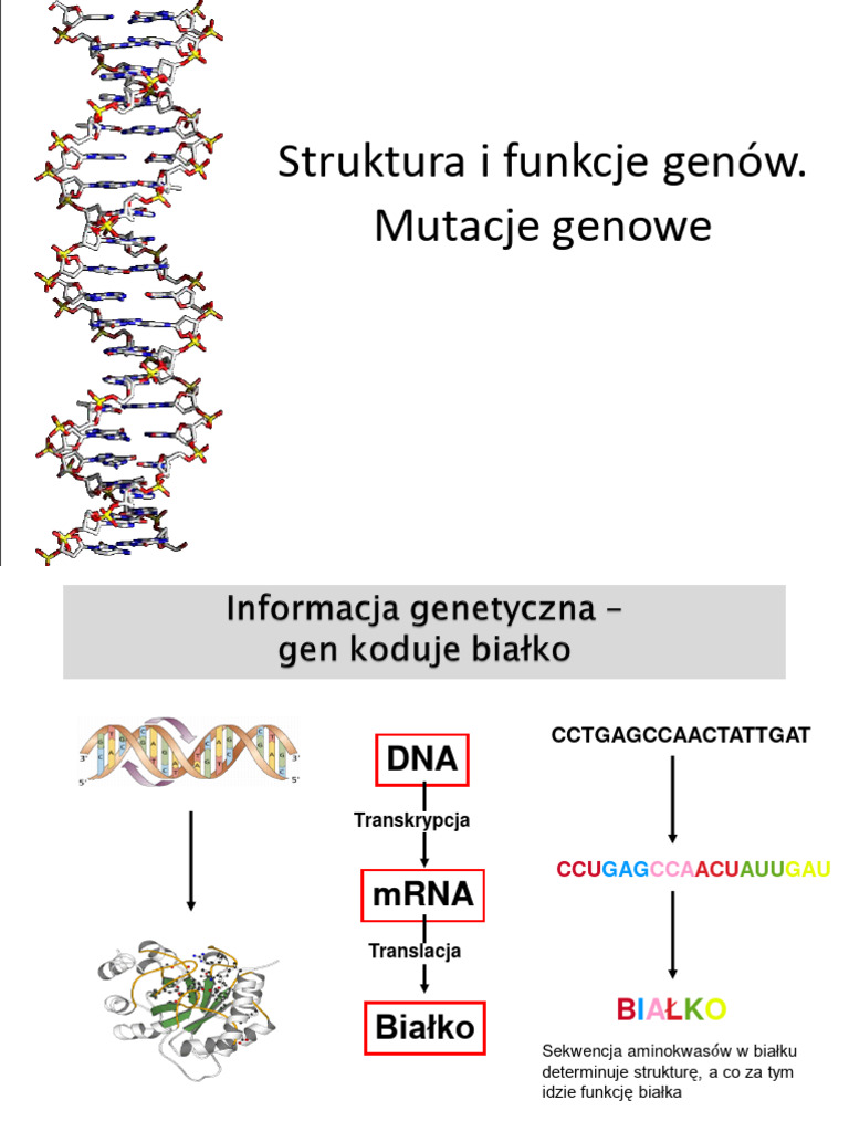 Struktura I Funkcje Genów | PDF