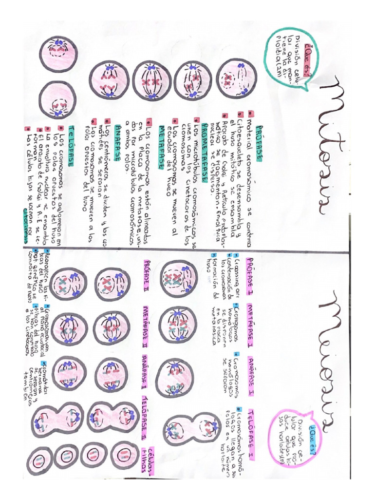Mitose E Meiose Pdf