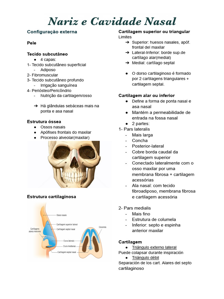 Anatomia e Função da Cavidade Nasal | PDF | Morfologia (Biologia ...