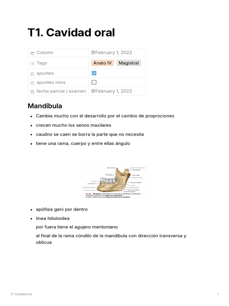 Anatomía de la Cavidad Oral y Mandíbula | PDF | Anatomía humana ...