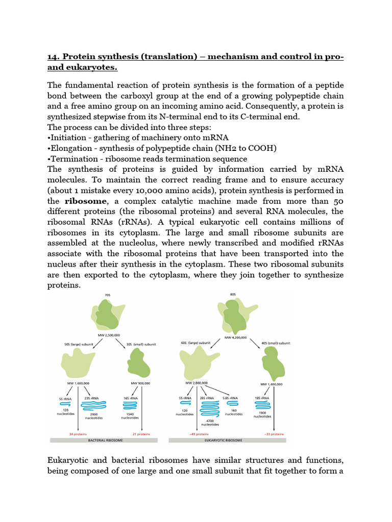 Protein Synthesis (Translation) - Mechanism and Control in Pro - and ...