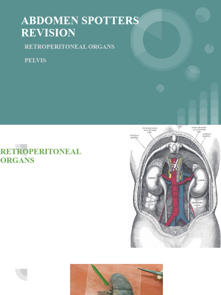 Abdomen Spotters Revision | PDF | Uterus | Kidney