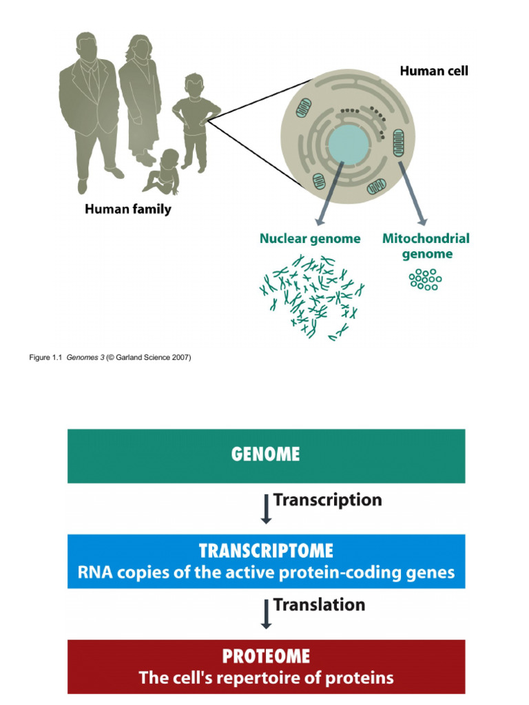 Tema 1 Diapos | PDF | Adn | Rna