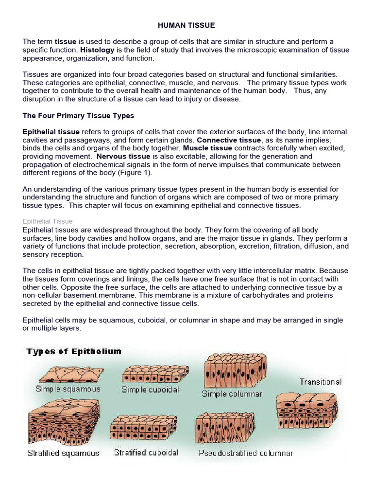 Nselec Tissue | PDF | Epithelium | Tissue (Biology)