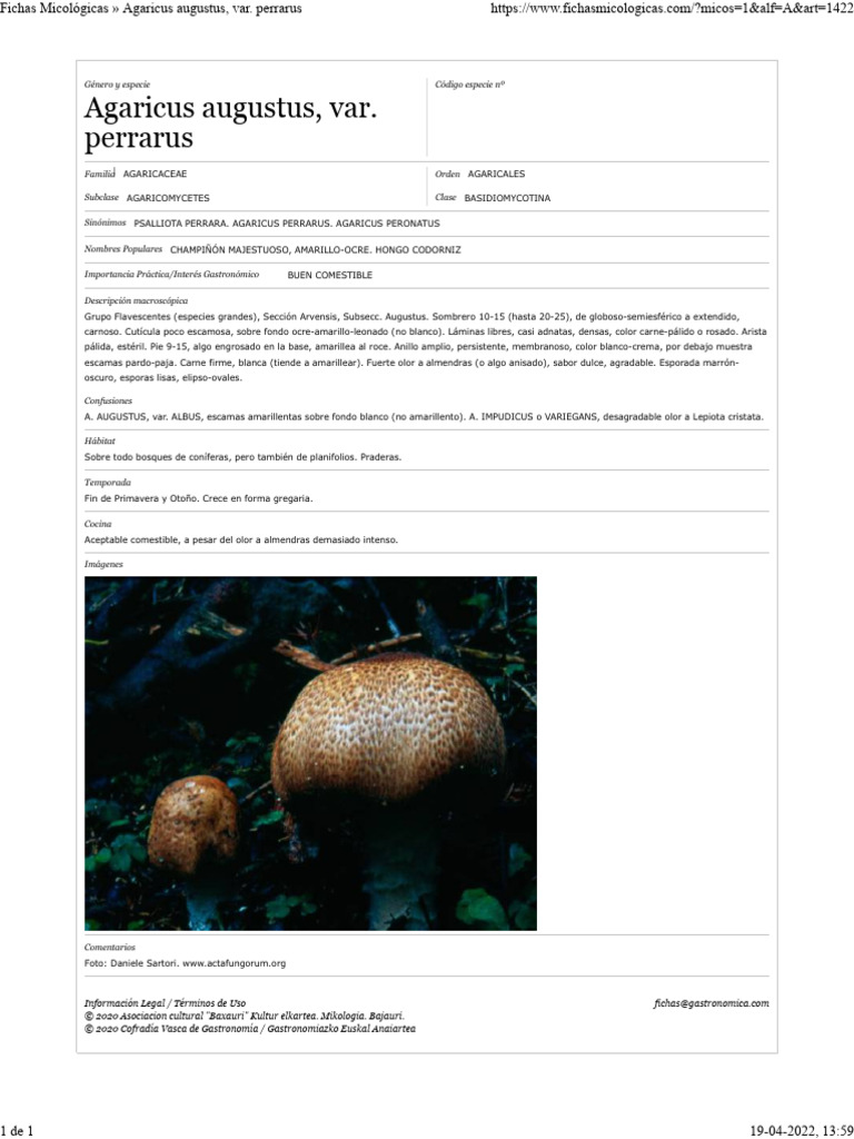 Agaricus Augustus, Var. Perrarus | PDF | Organismos | Tipos de hongos