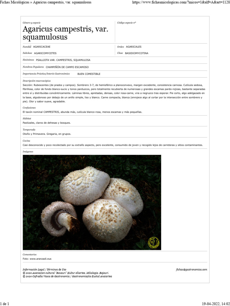 Agaricus Campestris, Var. Squamulosus | PDF | Organismos | Tipos de hongos
